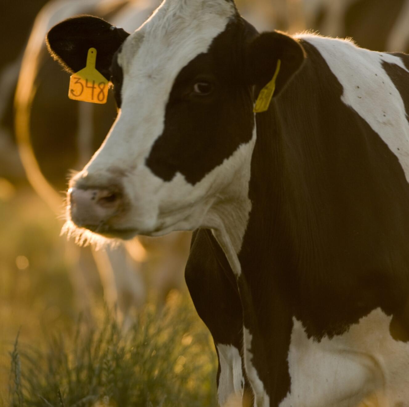 Made Better | Darigold